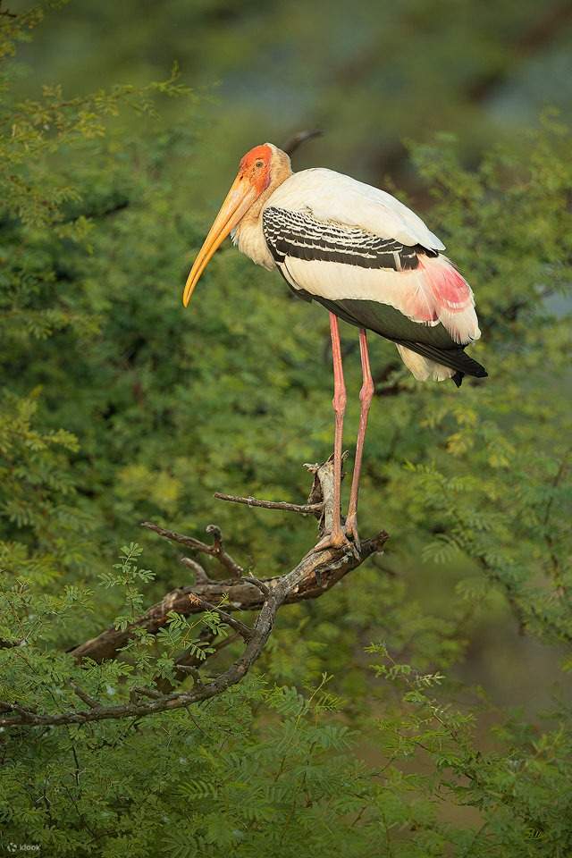 Same Day Trip of Bharatpur Bird Sanctuary from Jaipur - Klook Hong Kong