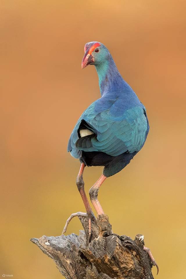 Same Day Trip of Bharatpur Bird Sanctuary from Jaipur - Klook Hong Kong