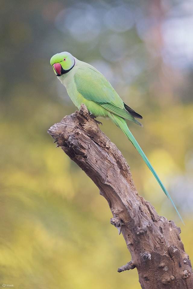 Same Day Trip of Bharatpur Bird Sanctuary from Jaipur - Klook