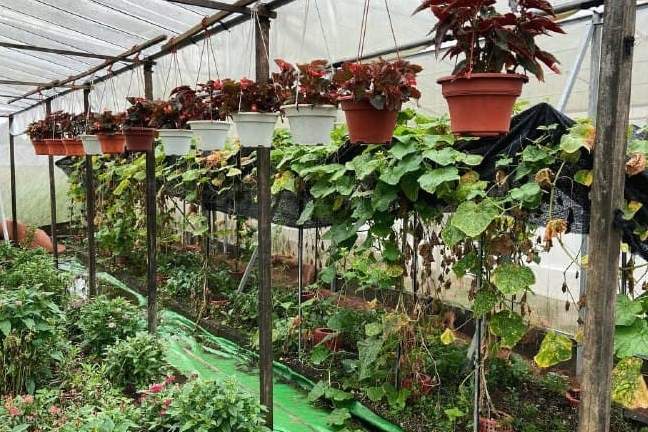 Edible Farm Tour, Lunch Workshop & DIY Plant Kits with Free Delivery in ...