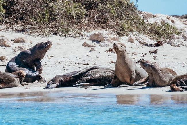 Crociera di mezza giornata con snorkeling su 3 isole, fauna selvatica e ...