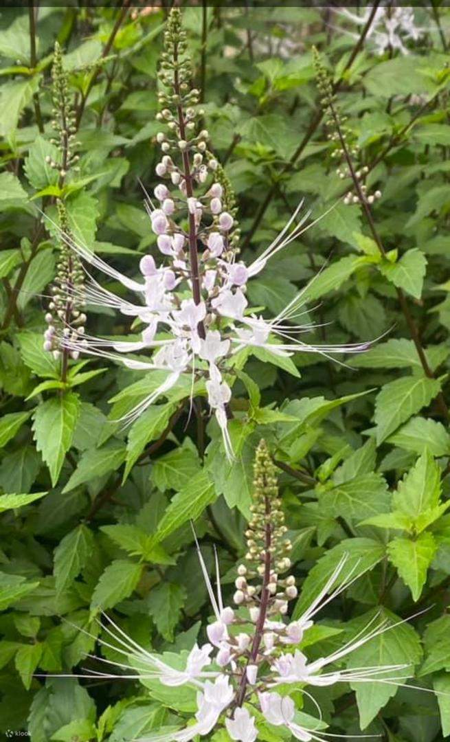 Sunrise Morning Tour : Penanghill & Local Morning Market - Klook Singapore