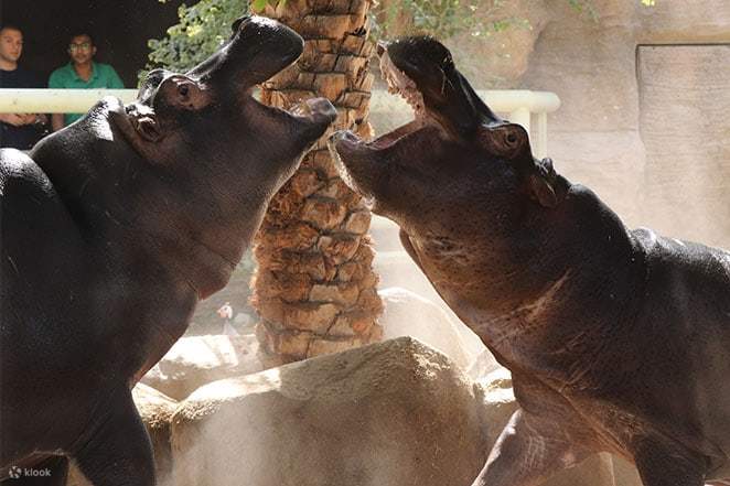 Emirates Park Zoo Entry Ticket - Klook