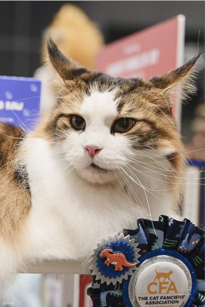 Singapore Cat Festival 2024 - Klook