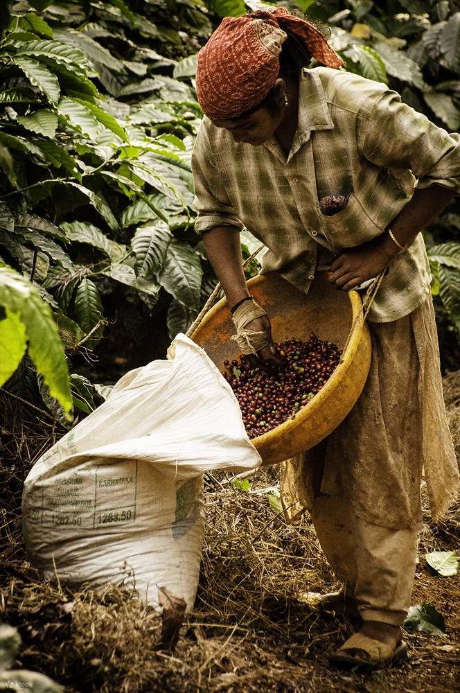 Coorg Coffee Plantation Tour - Klook India