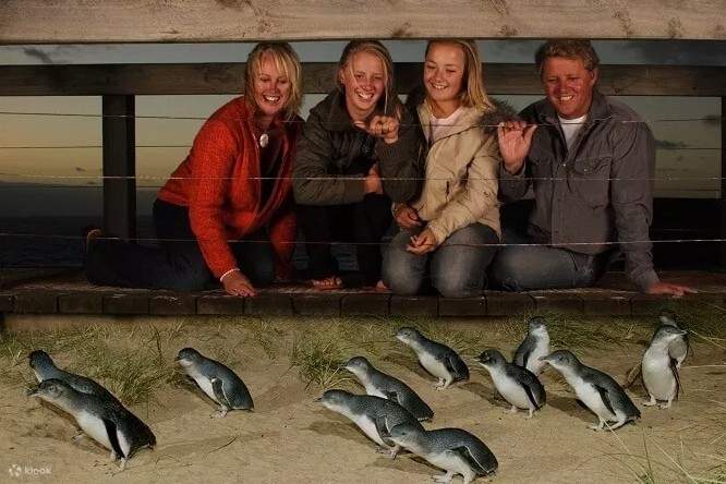 Lawatan ke Phillip Island dari Melbourne - Klook Amerika Syarikat