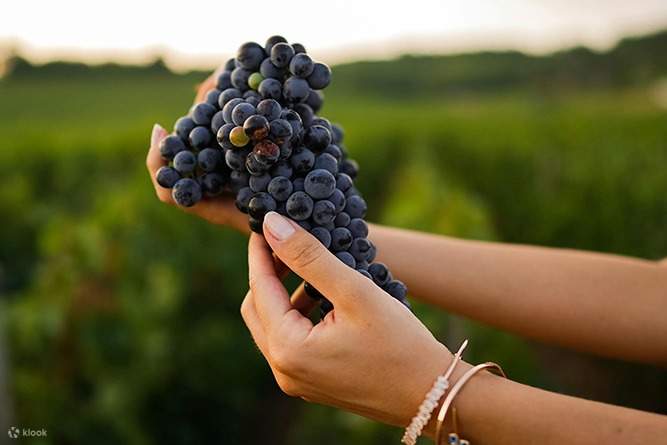 From Vine to Wine: Vineyard Experience at Amadio Wines - Klook