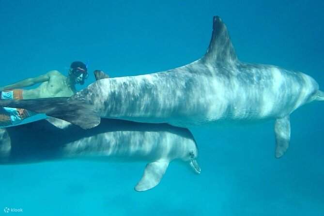 Explore the Underwater World with a Dolphin House Snorkeling Trip - Klook