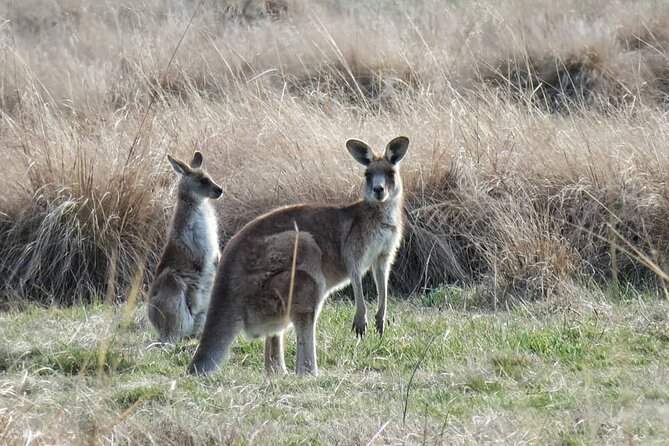 Wombat and Kangaroo Wildlife Tour from Sydney - Klook United States