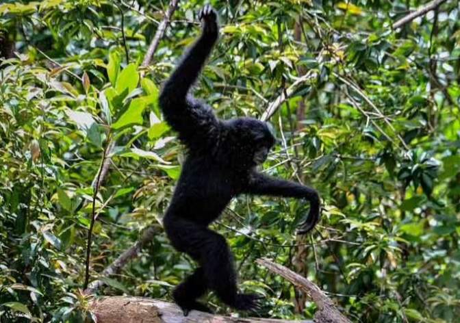 5 Day Bukit Lawang and Mount Sibayak Private Hiking Tour from Medan ...