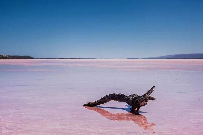 Pink Lake Express Day Tour - Klook