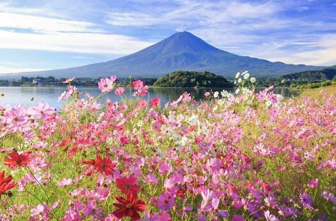 One-day flower viewing tour｜Mount Fuji flower viewing + Lawson ...