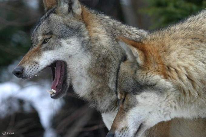 Alpine Zoo and Hungerburg Ticket in Innsbruck - Klook