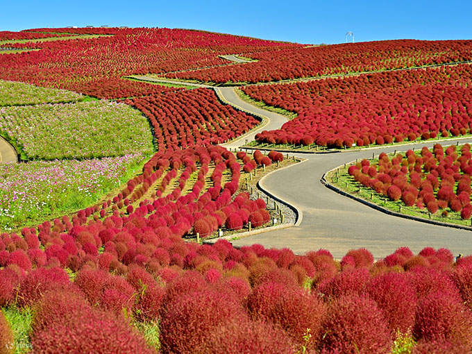 Hitachi Sea Side Park & Ashikaga Flower Park Autumn Flower Tour from ...