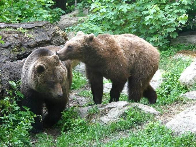 Alpine Zoo and Hungerburg Ticket in Innsbruck - Klook
