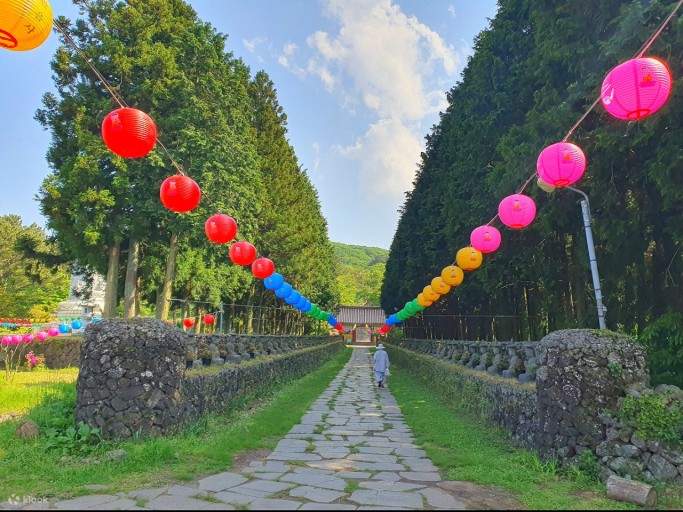 Jeju Cherry Blossom and K-Drama Fan day tour - Klook Jeju Cherry Blossom and K-Drama Fan day tour - Klook
