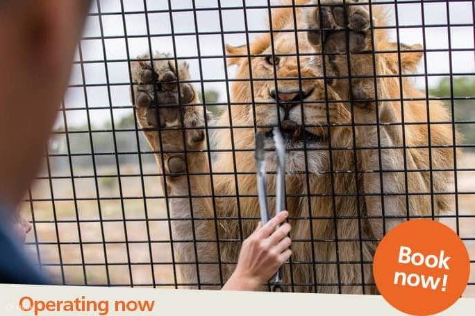 Lions 360 Experience and Monarto Safari Park Admission in Adelaide ...
