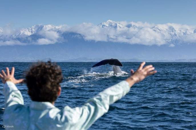 Kaikoura Whale and Seal Watching Day Tour - Klook