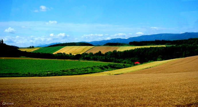 2 days 1 night Furano Asahikawa bus tour | Depart from Sapporo - Klook