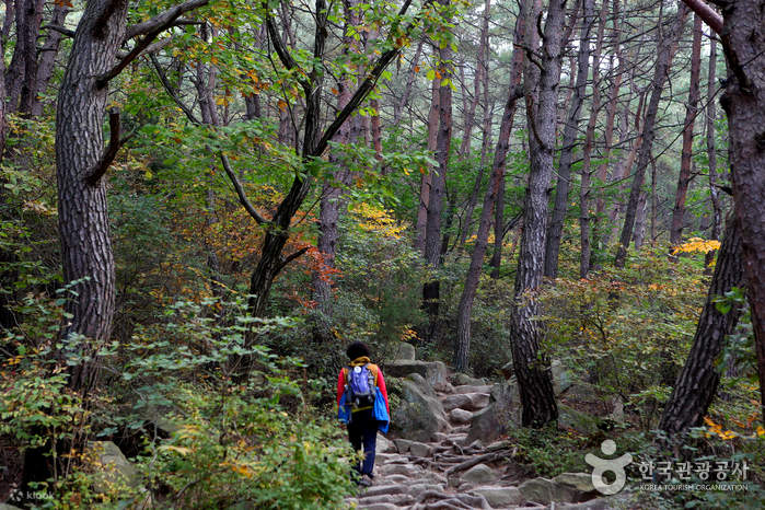 Busan Hiking & Tasting Local Rice Wine Half Day Tour - Klook Singapore