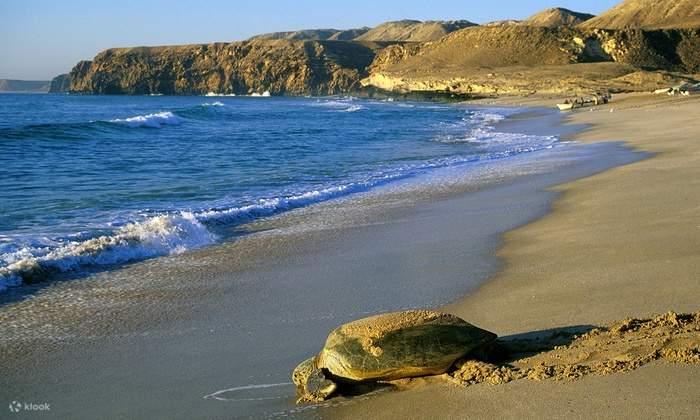 Tour Tesori dell'Oman di 3 giorni e 2 notti da Muscat - Klook Stati Uniti