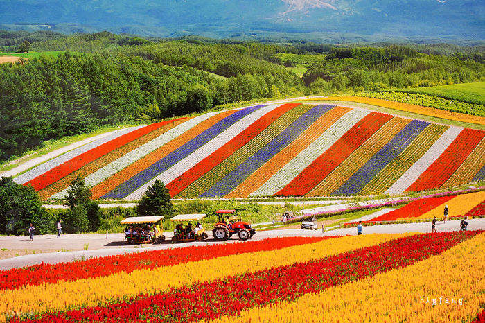 Hokkaido Biei Blue Pond × Furano Flower Sea Day Tour｜Buffet Lunch + All ...