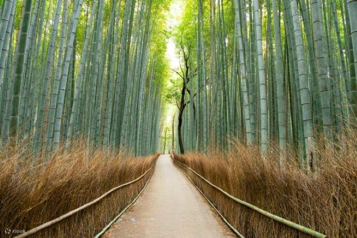 One-Day Tour to Katsuoji Temple, the Temple of the Victorious Daruma in ...