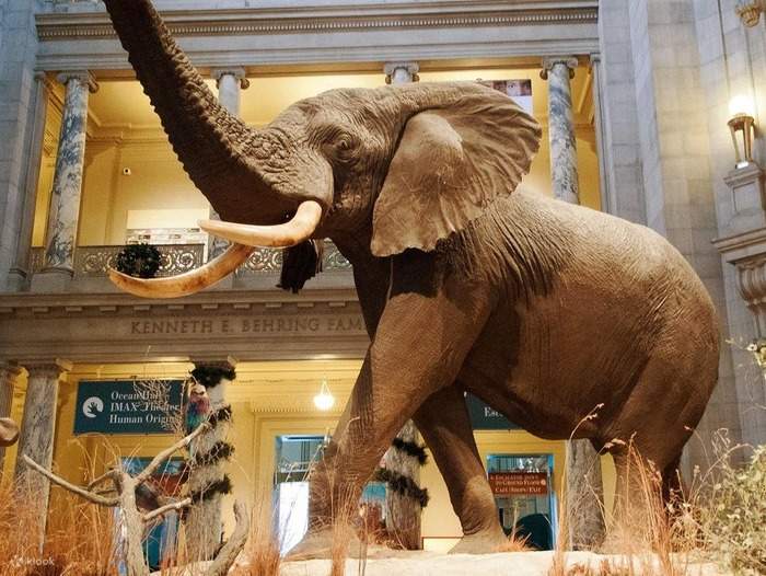 Smithsonian Natural History Tour in Washington DC - Klook