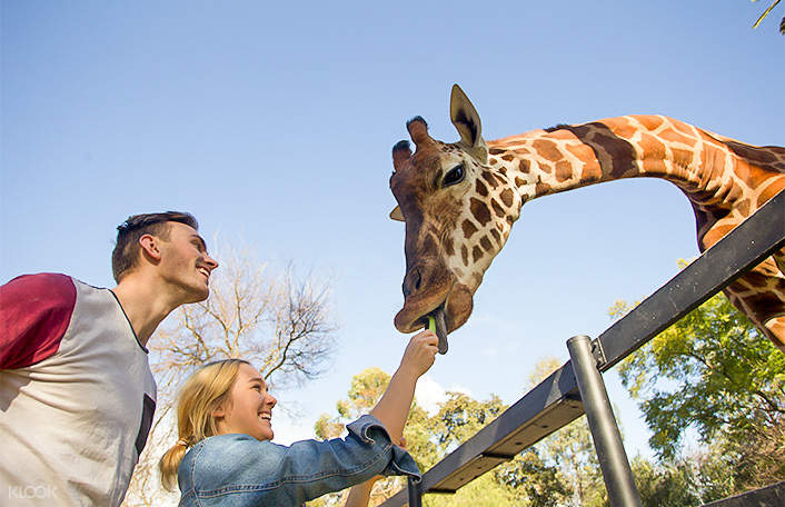 [SALE] Explore Adelaide Zoo: Your Gateway to Wildlife Adventures ...