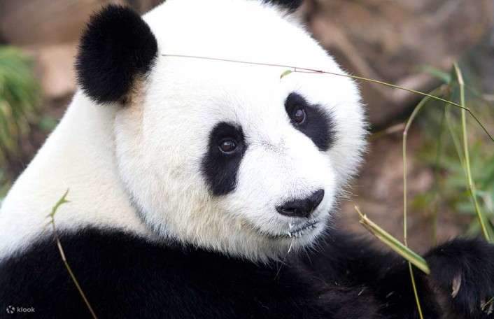 Adelaide Zoo's Panda and Friends Tour (with Entry) in Adelaide ...