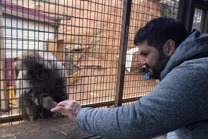 Tour privado de un día por la ciudad de Kioto, el parque de monos de Iwatayama y Arashiyama ...