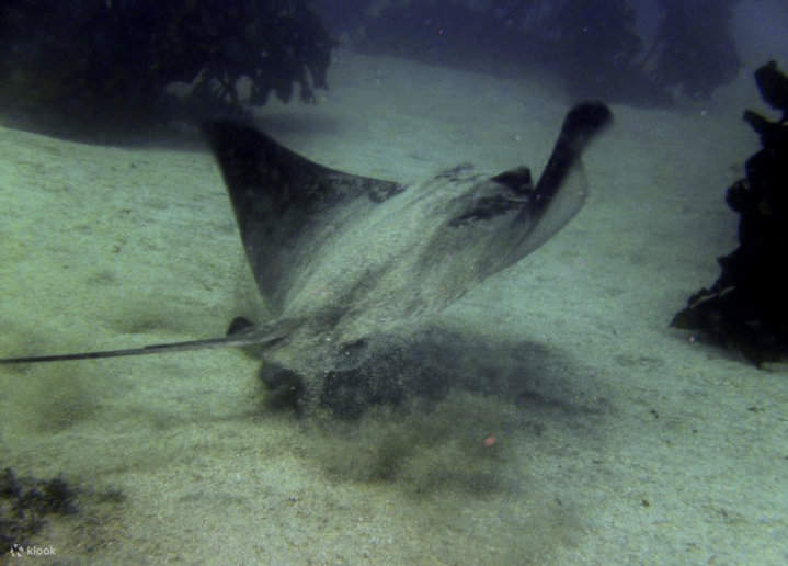 Experience PADI Discover Scuba Diving in Hahei with Certified PADI Dive ...