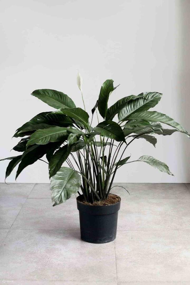 Indoor Plants by Tierra Plants - Klook Россия