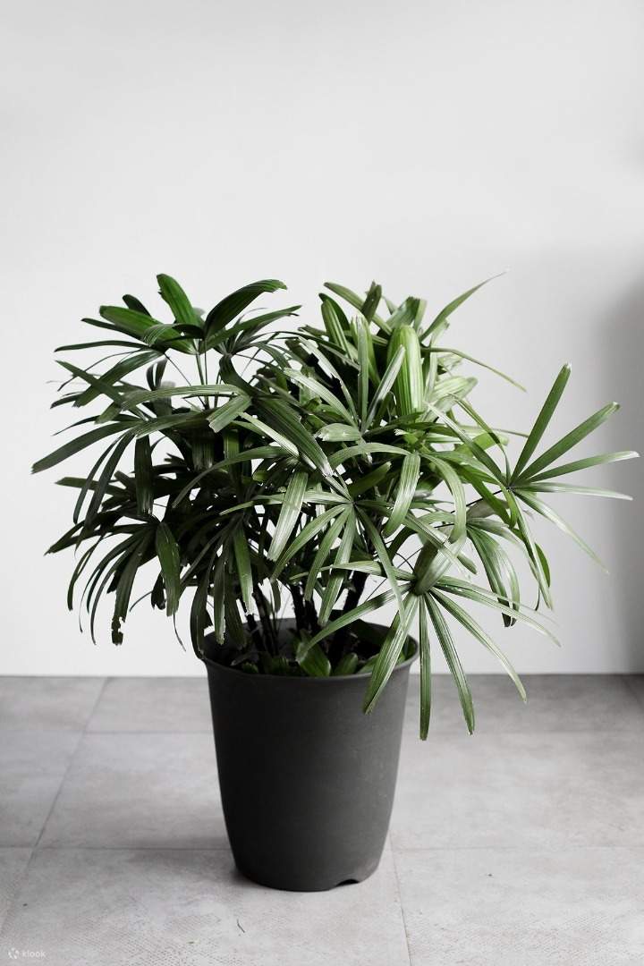 Indoor Plants by Tierra Plants - Klook Россия