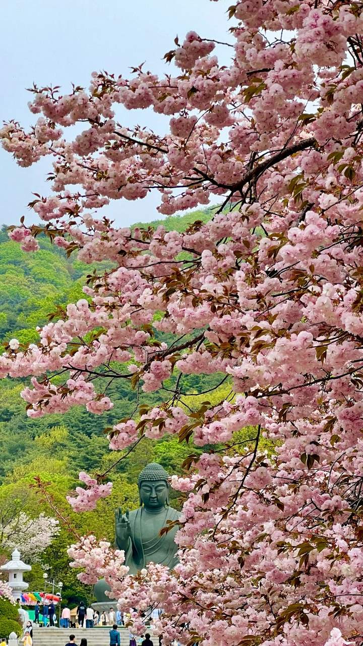 Tur Pasar Yesan Paik Jong Won x Kuil Gakwonsa untuk Melihat Bunga ...