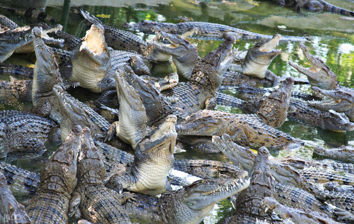 Zoobic Safari Admission Ticket in Subic from Manila, Philippines - Klook