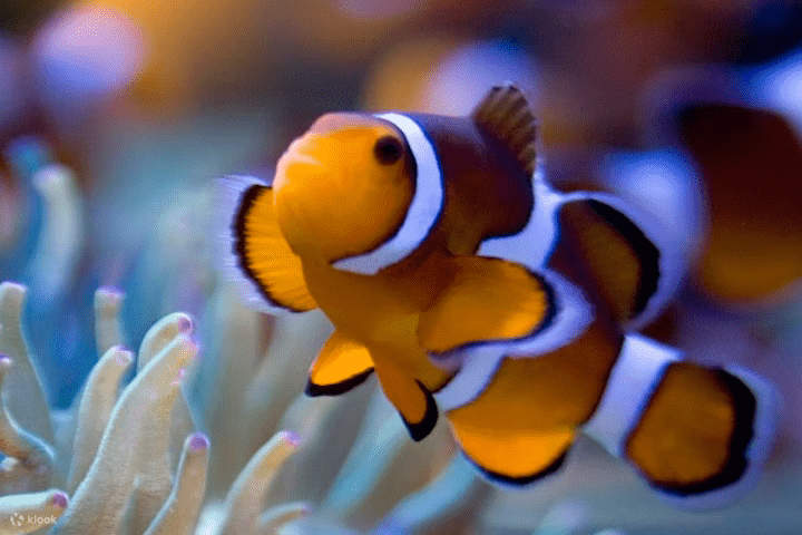 Two Oceans Aquarium Admission in Cape Town - Klook