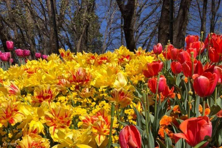 Canberra Floriade Flower Festival Day Tour from Sydney - Klook Australia