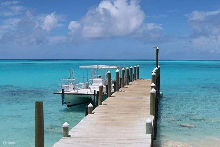 Zwemmen met varkens in Miami - Klook Nederland