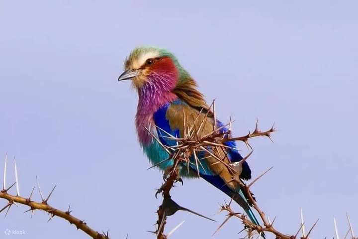 Shimba Hills National Reserve Day Tour - Klook