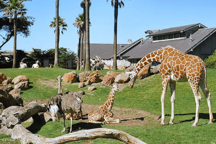 Kemasukan Zoo San Francisco di San Francisco - Klook Amerika Syarikat