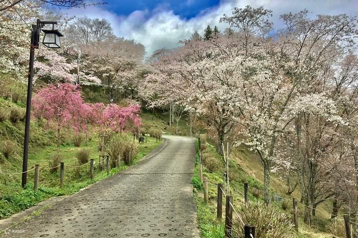 Ciudad de Yoshino, tour privado de un día al monte Yoshino - Klook ...