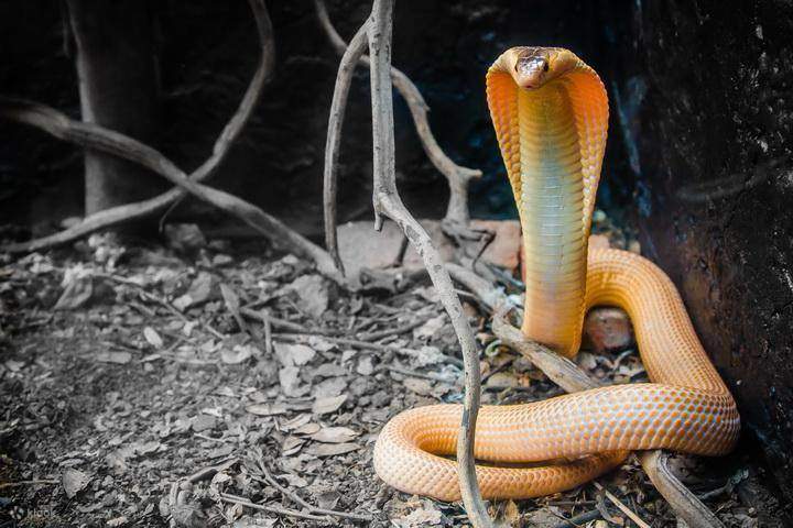 Monster Aquarium Pattaya - Up close experience with exotic species - Klook