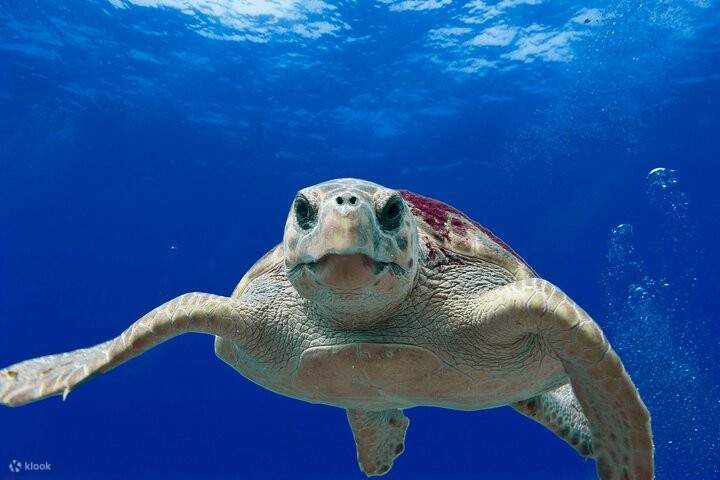 Unveil the Wonders of Huatulco Bays Guided Tour in Mexico - Klook The ...