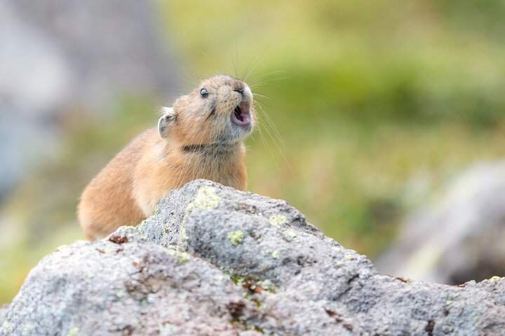 Taisetsu, Higashikawa, and Kitoushi Forest Park Private One Day Walking ...