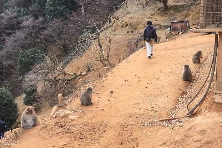 교토시 이와타야마 원숭이 공원 아라시야마 프라이빗 1일 투어 클룩 Klook 한국