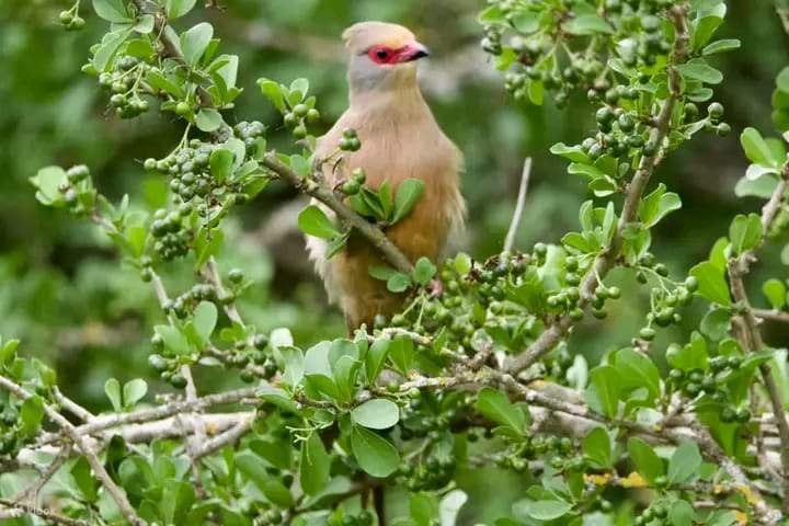 Port Elizabeth: 3-Day Addo Elephant National Park Safari - Klook ...