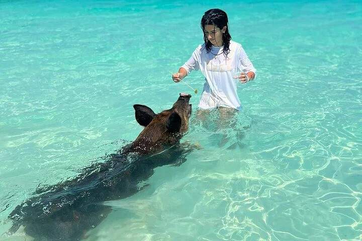 Zwemmen met varkens in Miami - Klook Nederland