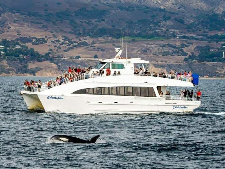 Marine Wildlife Adventure Whale & Dolphin Watching from Long Beach ...