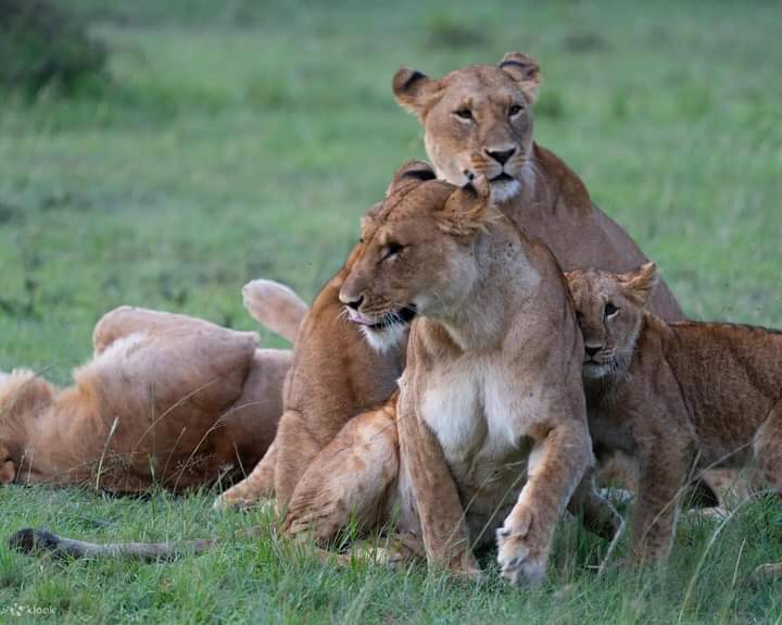 Short Masai Mara Getaway: 2 Days Private Safari from Nairobi - Klook ...